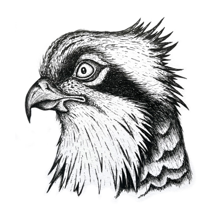 Osprey Drawing | An ospreys head pen sketch | Osprey illustration